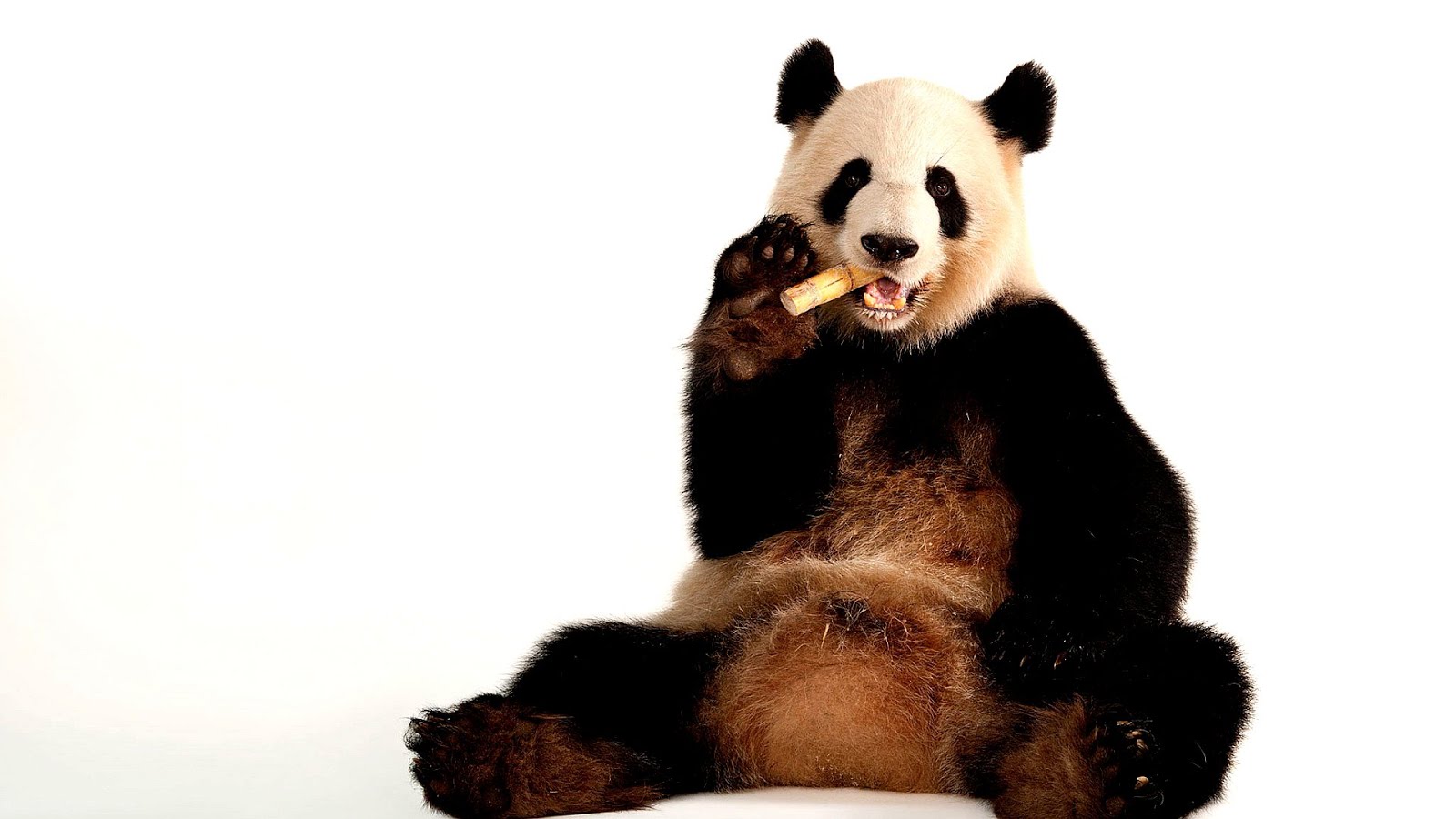 Are Pandas Still Endangered - Danger Choices
