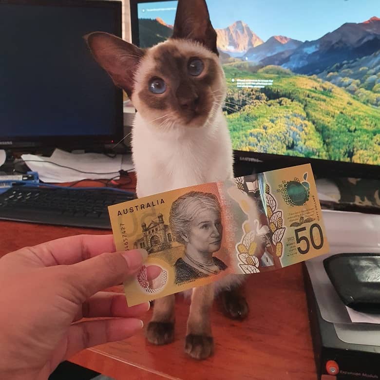 Cat Curfew?! Here’s the Cat Parenting Guide in Victoria - For Urban ...