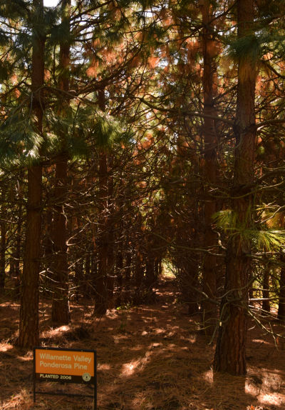 Northwest Conifer Connections: Willamette Valley Ponderosa Pine
