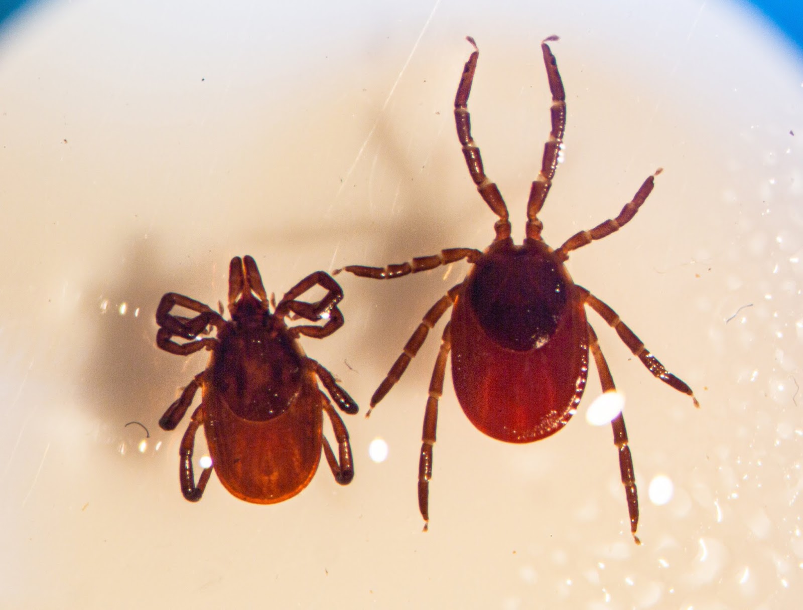 Creepy Dreadful Wonderful Parasites: Case of the Week 570