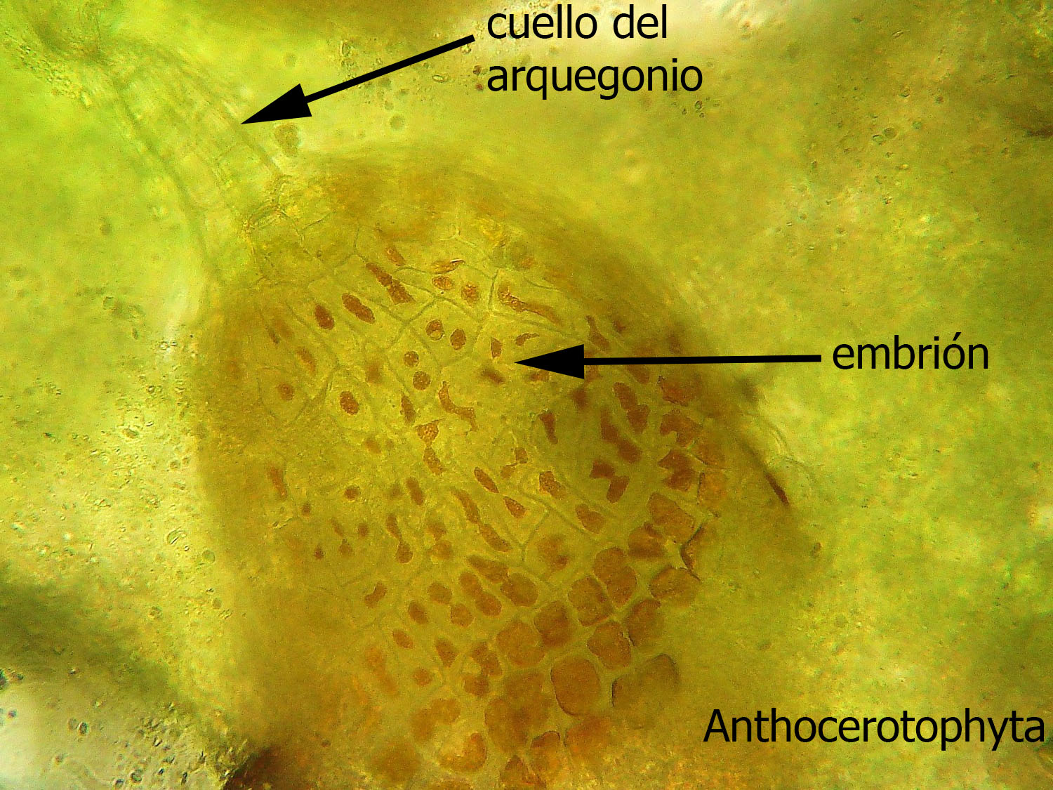 Anthocerotophyta ~ Rimega: Revista de Divulgación Científica.