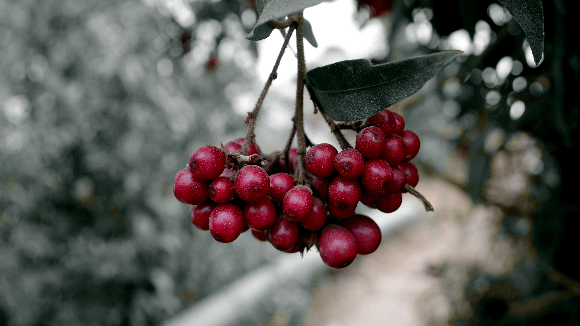 Rato Angur | Nepali Walls