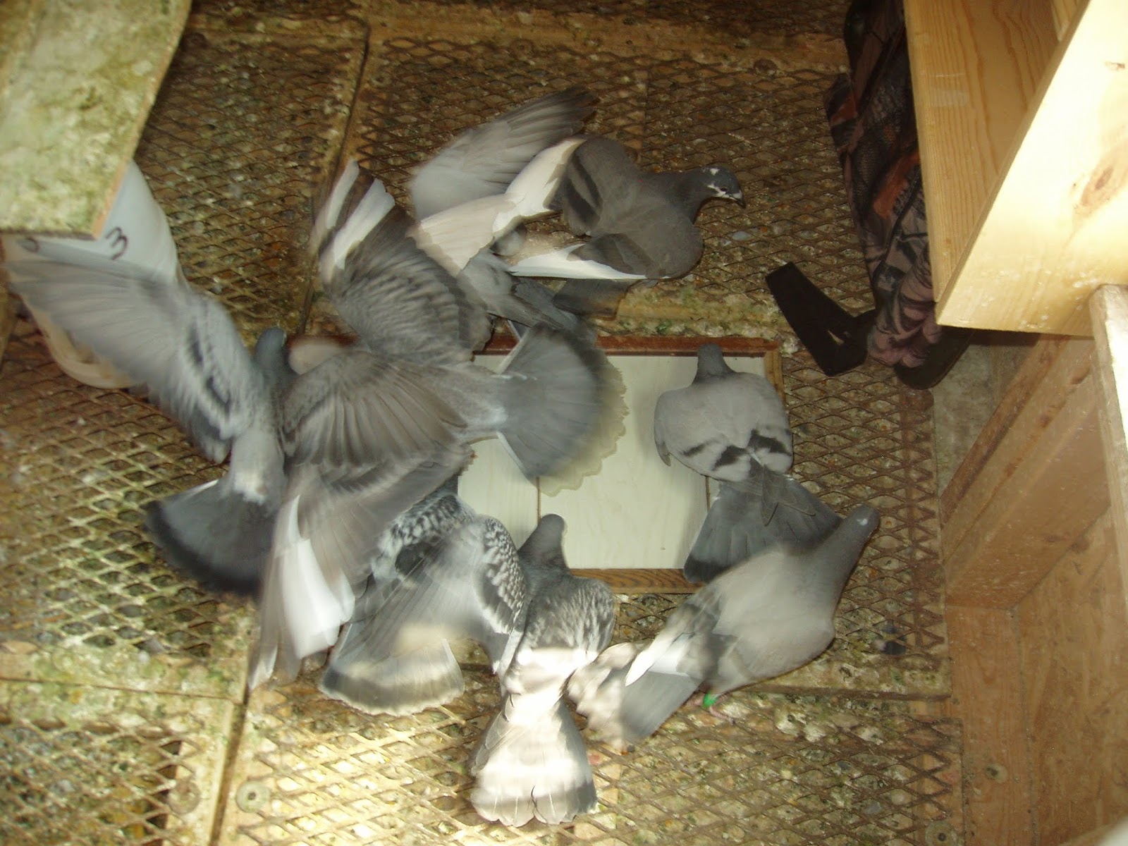AMERICAN RACING PIGEON UNION: MORE THAN JUST BIRDS