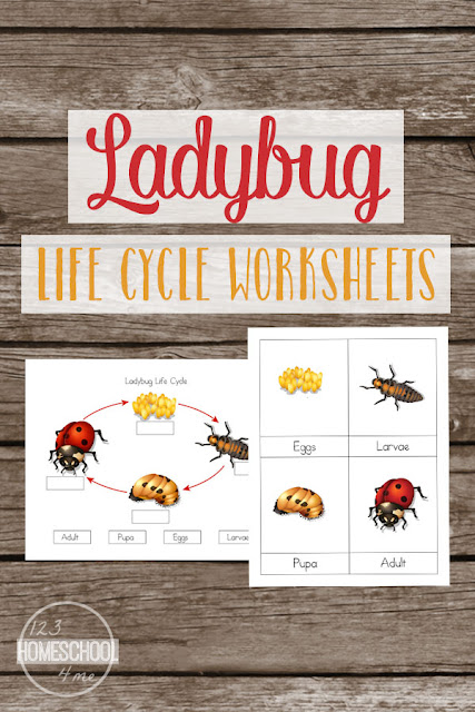 Life Cycle of a Ladybug Worksheets