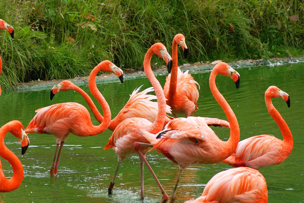 Merak Uyandıran Bilgiler: Flamingolar Neden Tek Bacakları Üzerinde ...