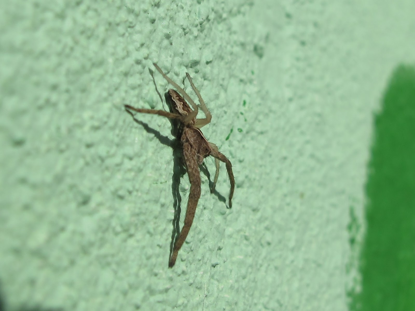 BugBlog: October spiders