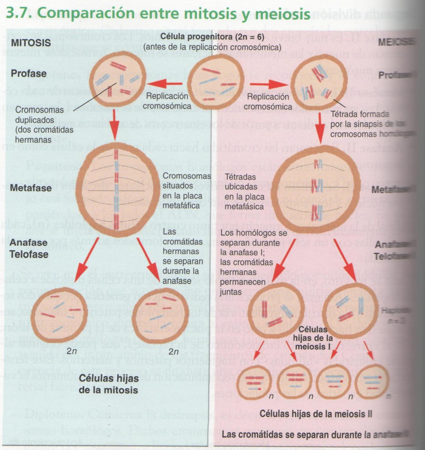 BiologÍa Y GeologÍa En El Colegio AlemÁn De Sevilla Mitosis Y Meiosis
