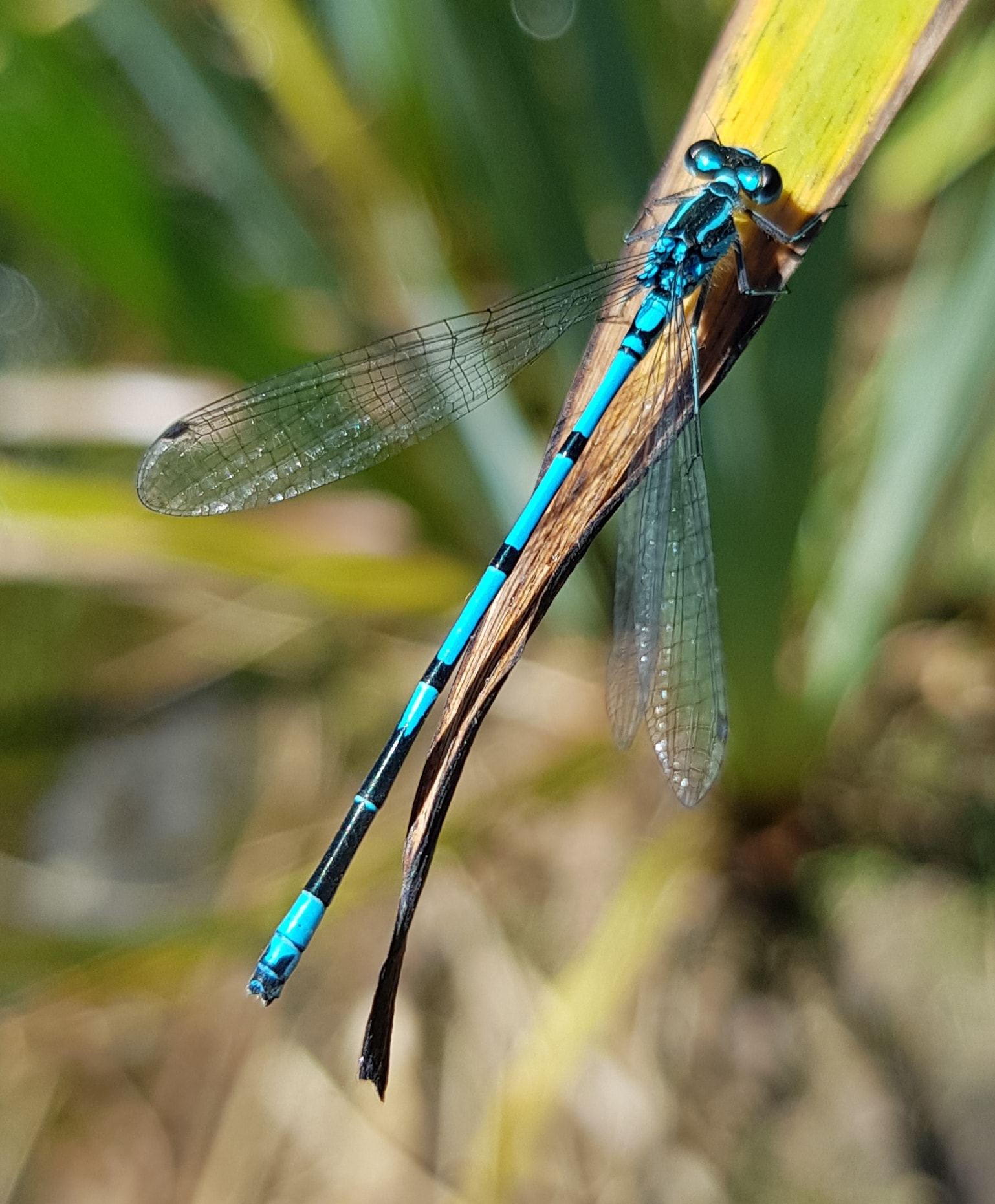 Kaimhill Ecology: Azure damselfly at local SuDS pond
