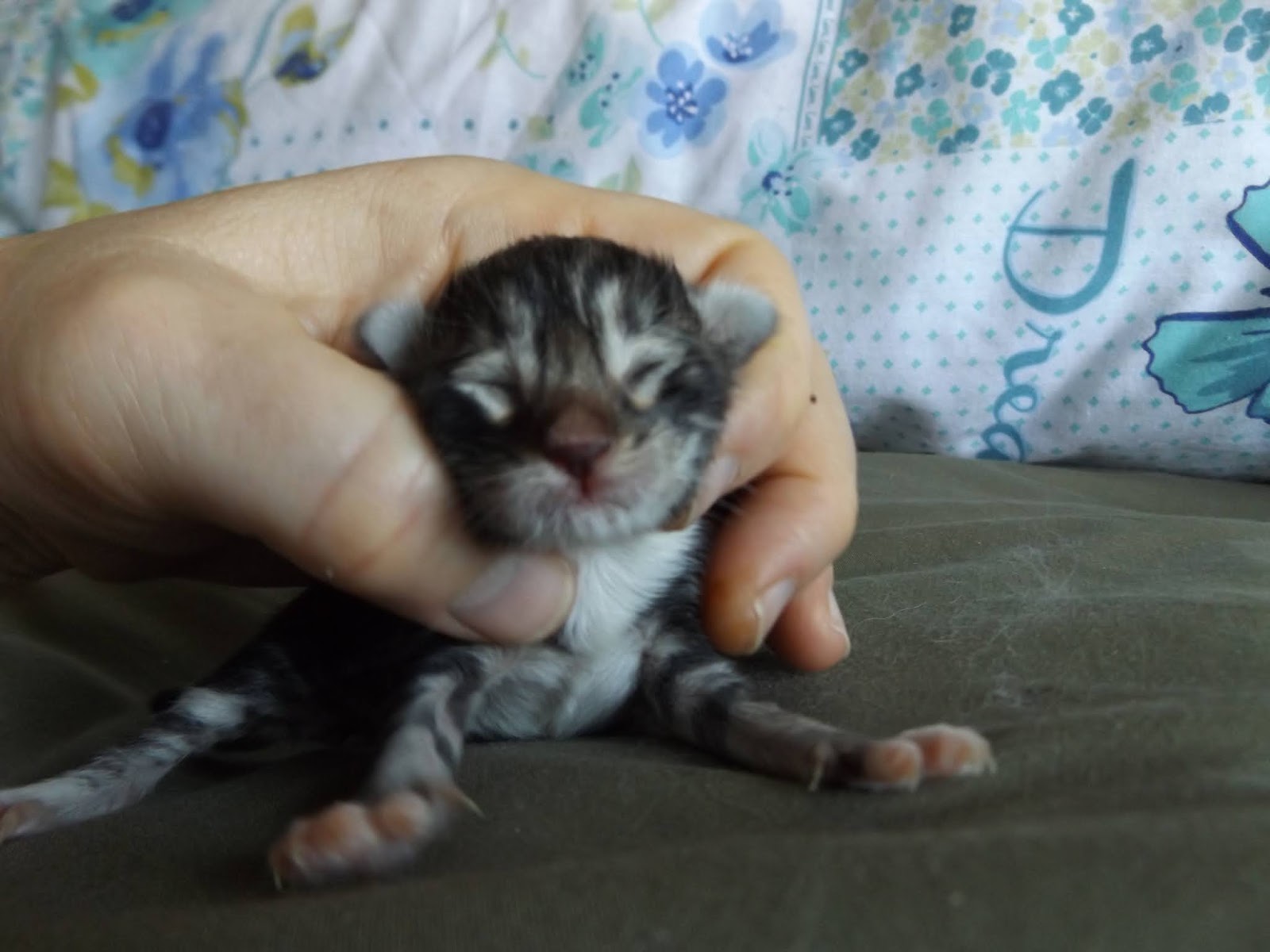 Vaidurya Norwegian Forest Cats: Mohini's first litter - newborn ...