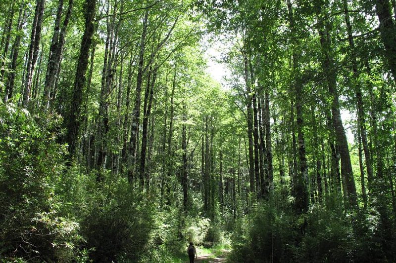 Los Bosques Nativos Los Pulmones Del Planeta : Los Bosques Nativos Los ...