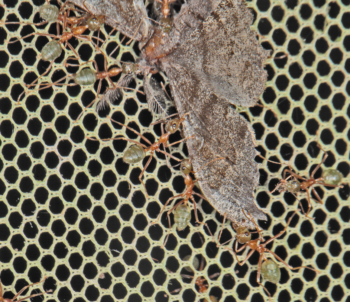 BunyipCo: September 2012