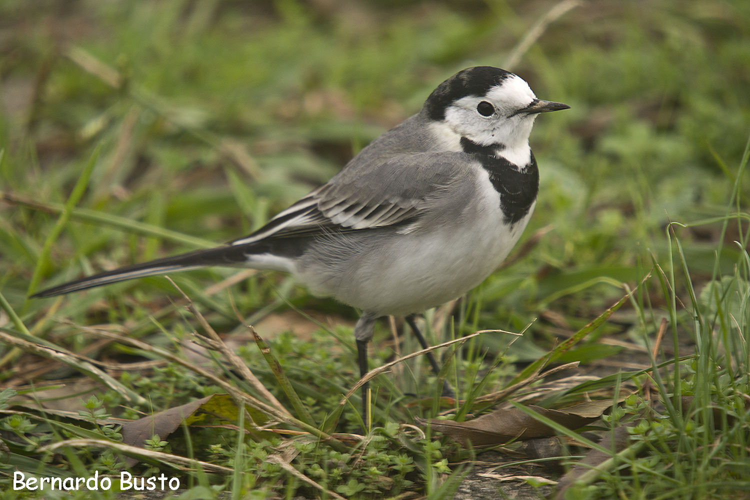 RÍA DE LA VILLA: Lavanderas blancas
