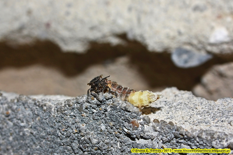 Visões da Gândara: Insecto Bioluminescente no Quintal - II: