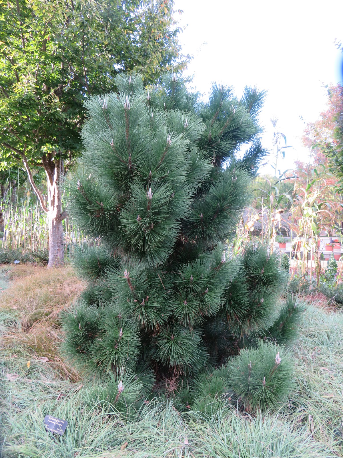 What grows there?: 'Thunderhead' Japanese Black Pine