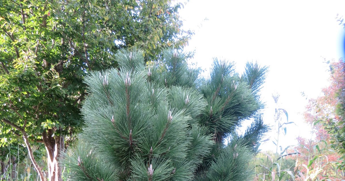 What grows there?: 'Thunderhead' Japanese Black Pine