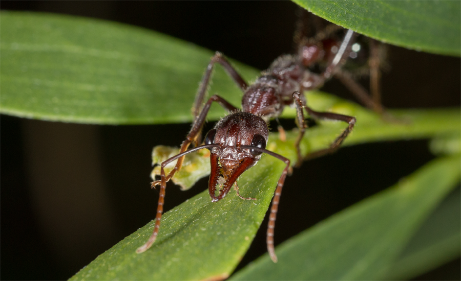 Ultimas Curiosidades: Feroz, destemida e venenosa. Eis a formiga ...