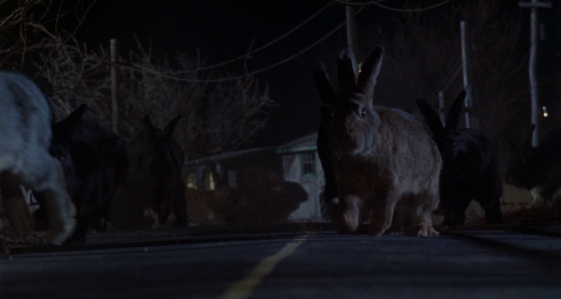 Realm Of Retro : Night Of The Lepus (1972) Dr. McCoy vs. Killer Bunnies!