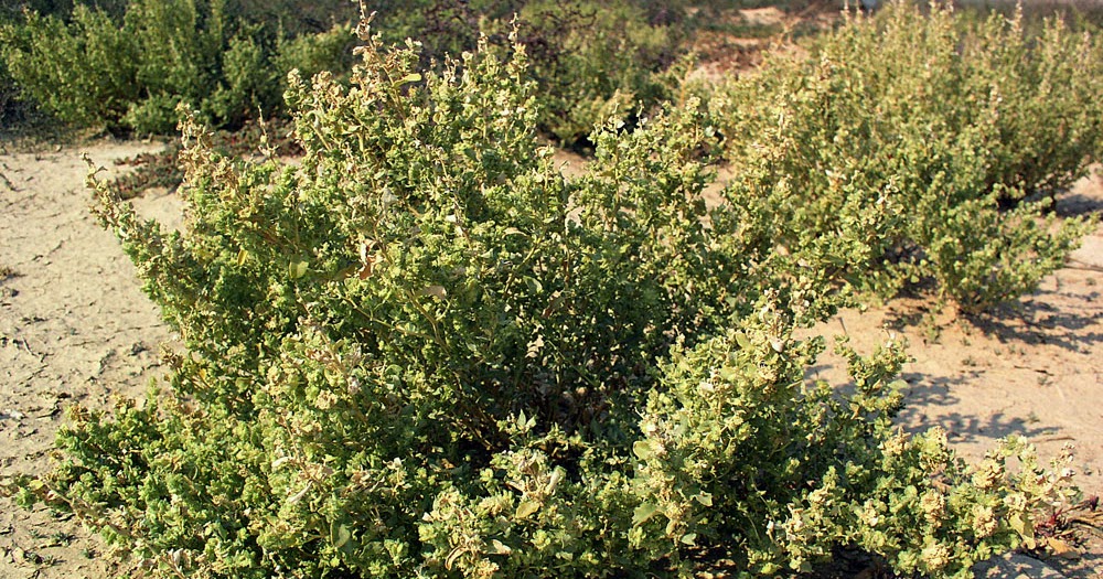 Variety of Life: Atriplex section Arenariae