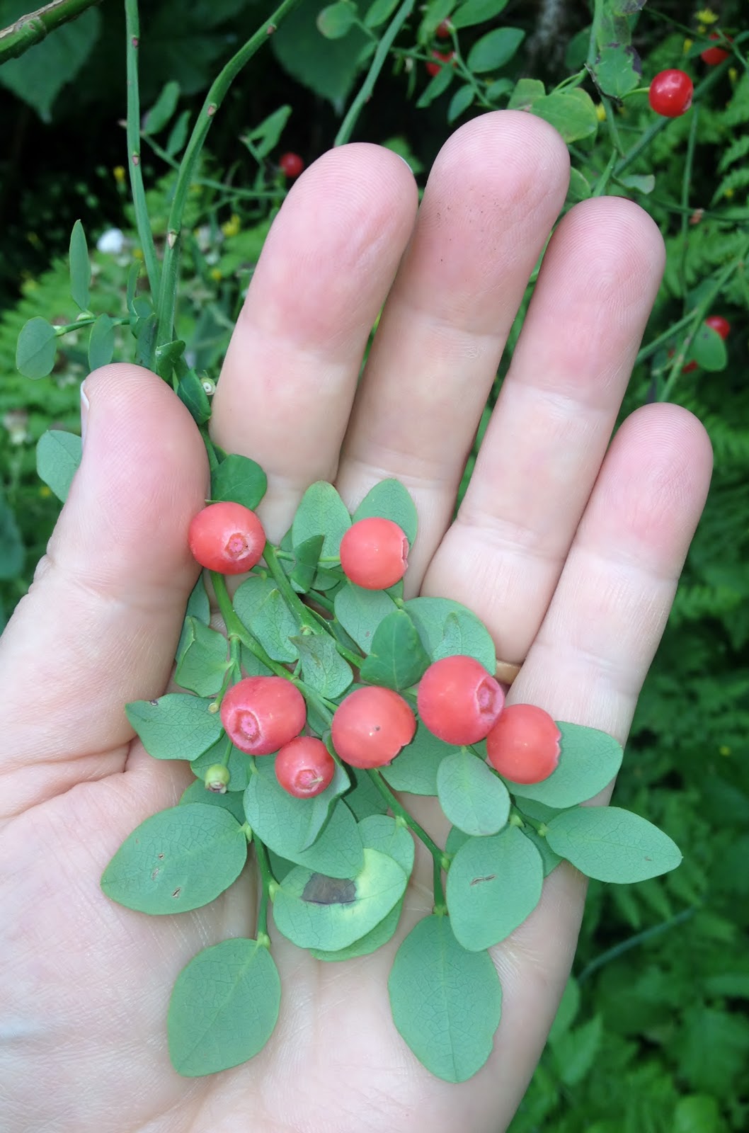 One Woman Killing Spree: Day 224: Foraging Wild Red Huckleberries
