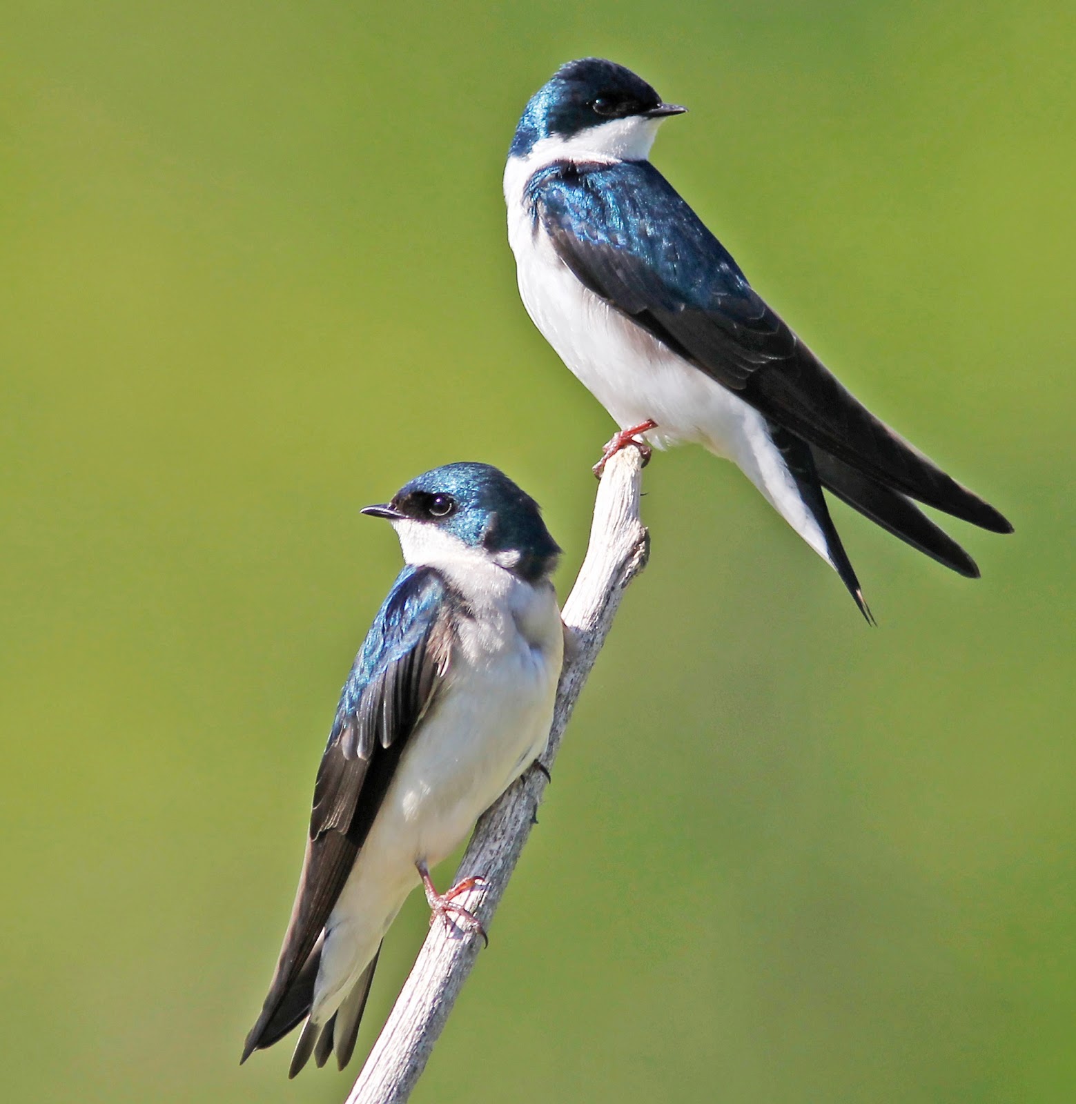 STOKES BIRDING BLOG: Tree Swallows are Back!