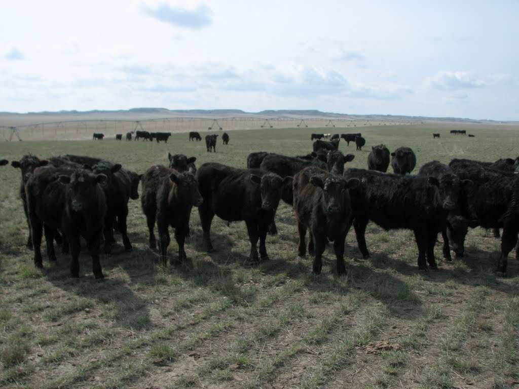 Wings on the Ranch: Steer pictures