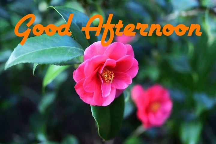 Top 10 Good Afternoon Images greating Pictures,Photos for Whatsapp ...