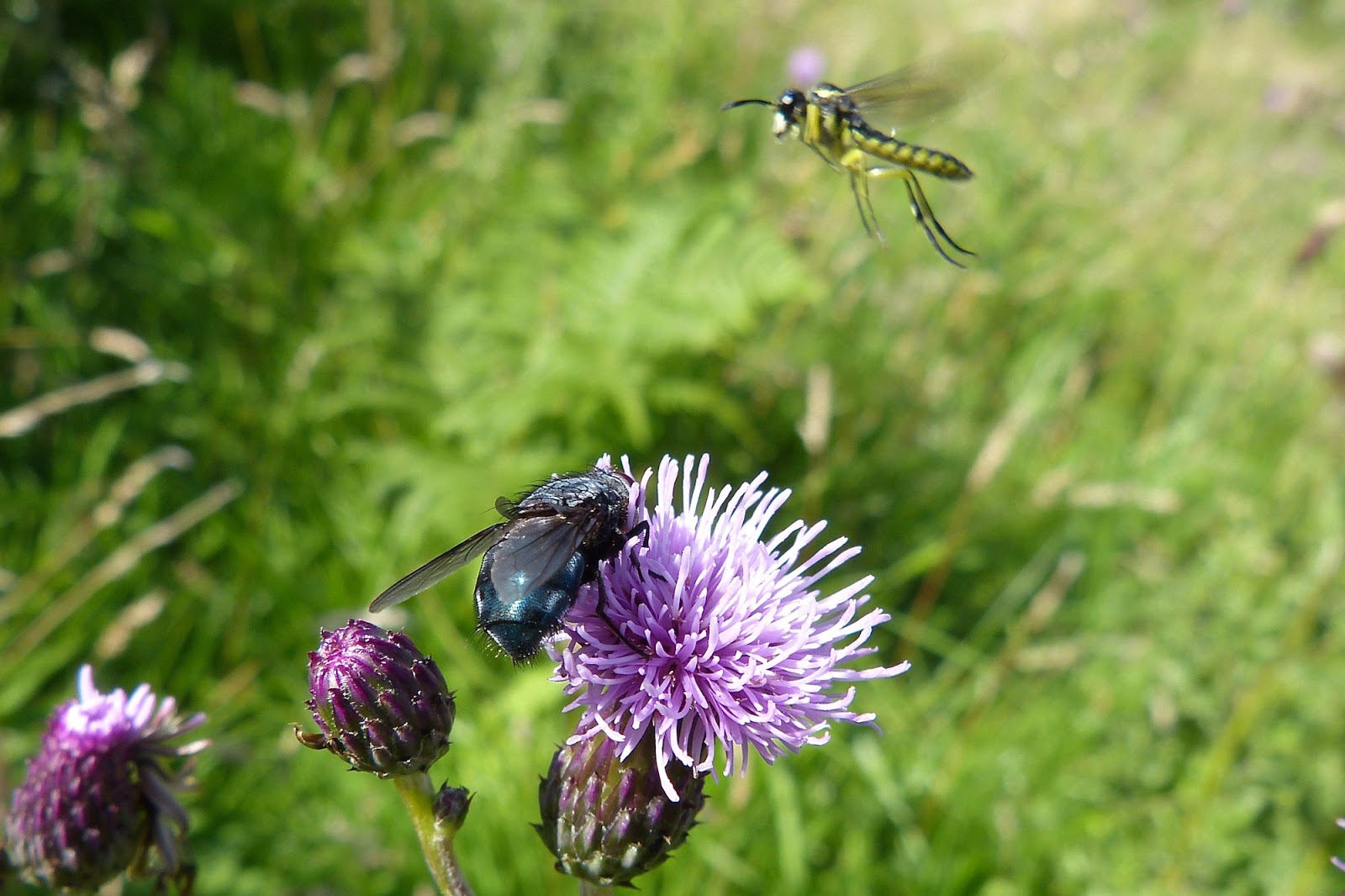 A Kilchoan Diary: Thistle Insects