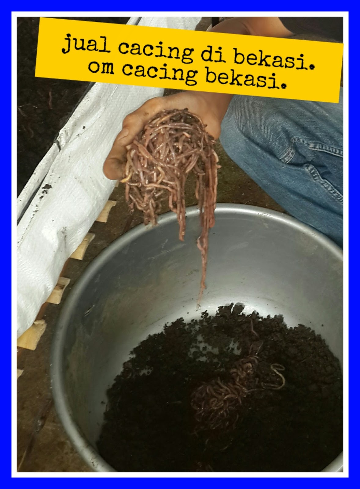 cacing tanah cacing merah cacing susu cacing kalung cacing tiger cacing ...