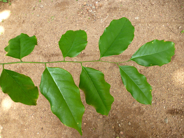 Indian Elm Tree - Goda Kirilla | SL Flora