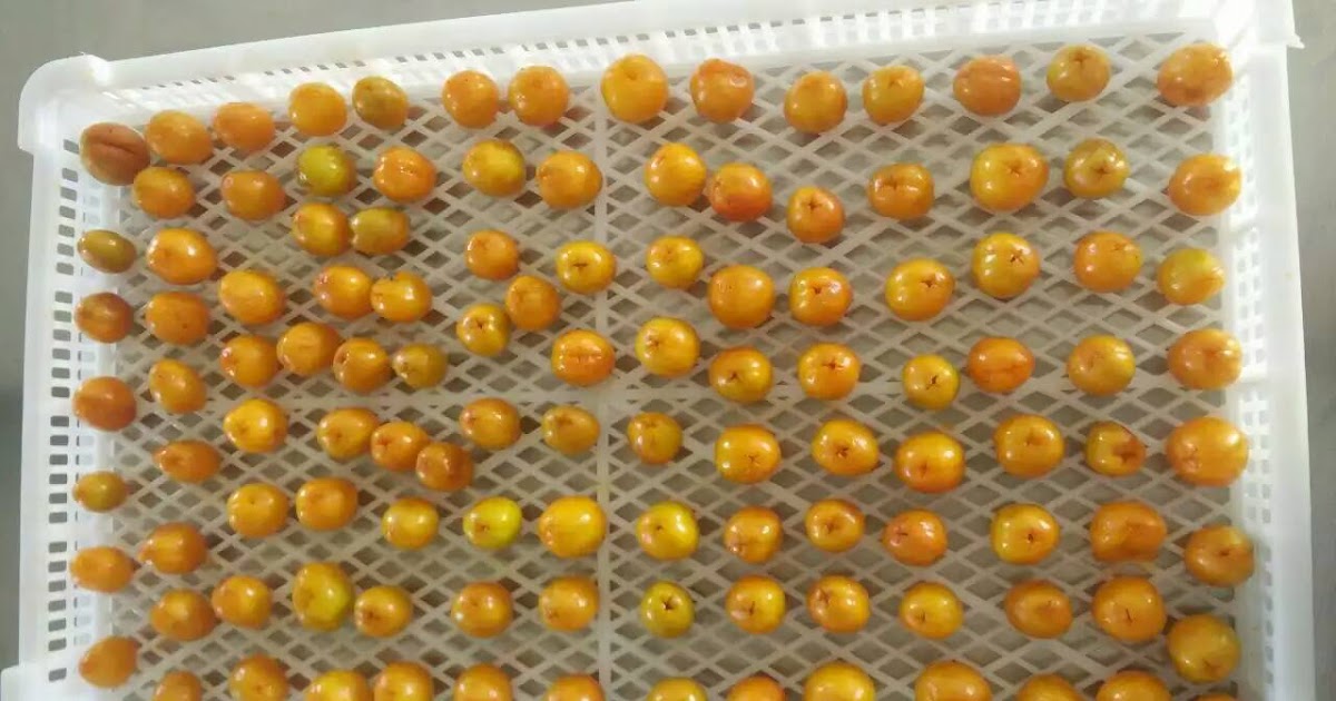 Bwaypeeler: Automatic Cherry destoning machine(cherry pitter)