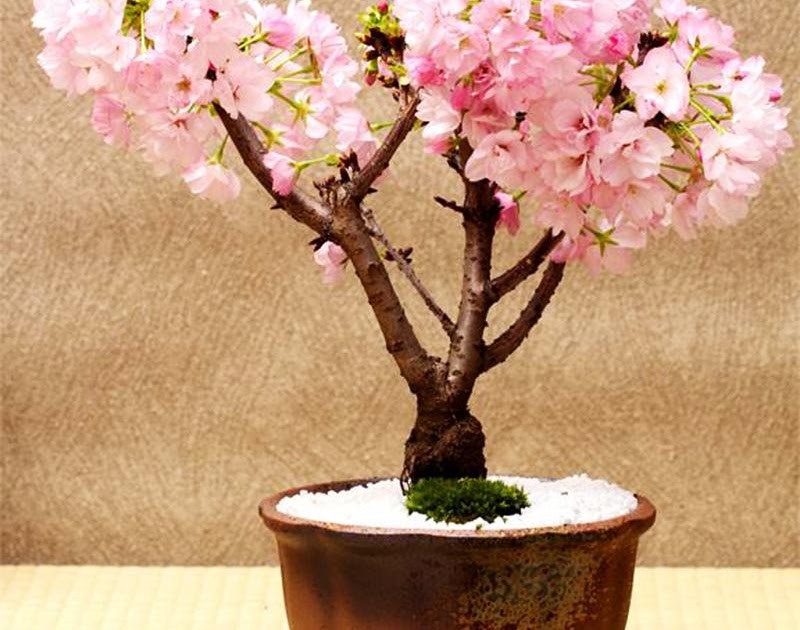 Growing Cherry Trees Bonsai - About Bonsai