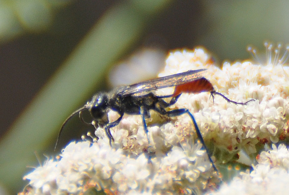 Mother Nature's Backyard - A Water-wise Garden: Thread-waisted Wasps ...