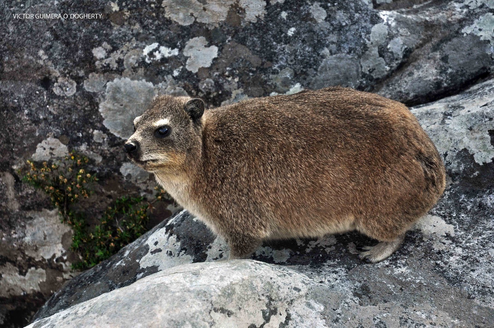 Mis imágenes de aves: FOTOS DEL DAMAN ROQUERO