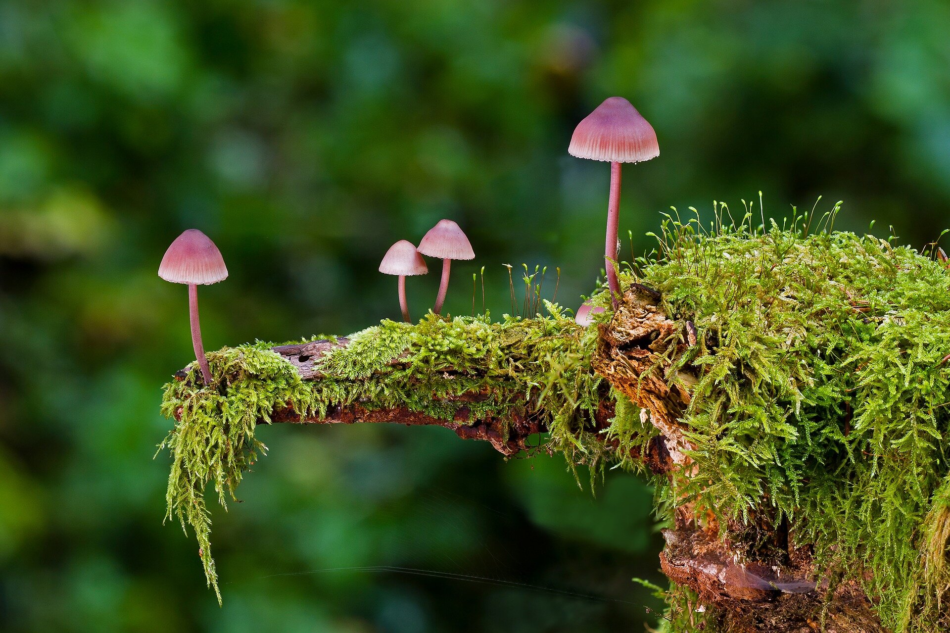 Fungi Definition,Characteristics,Reproduction and Types.