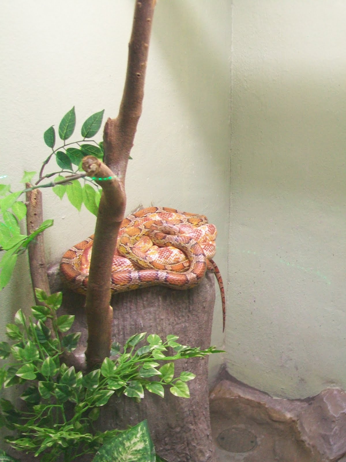 Soju Diaries: Snakes and Other Animals (Last Day in Bangkok)