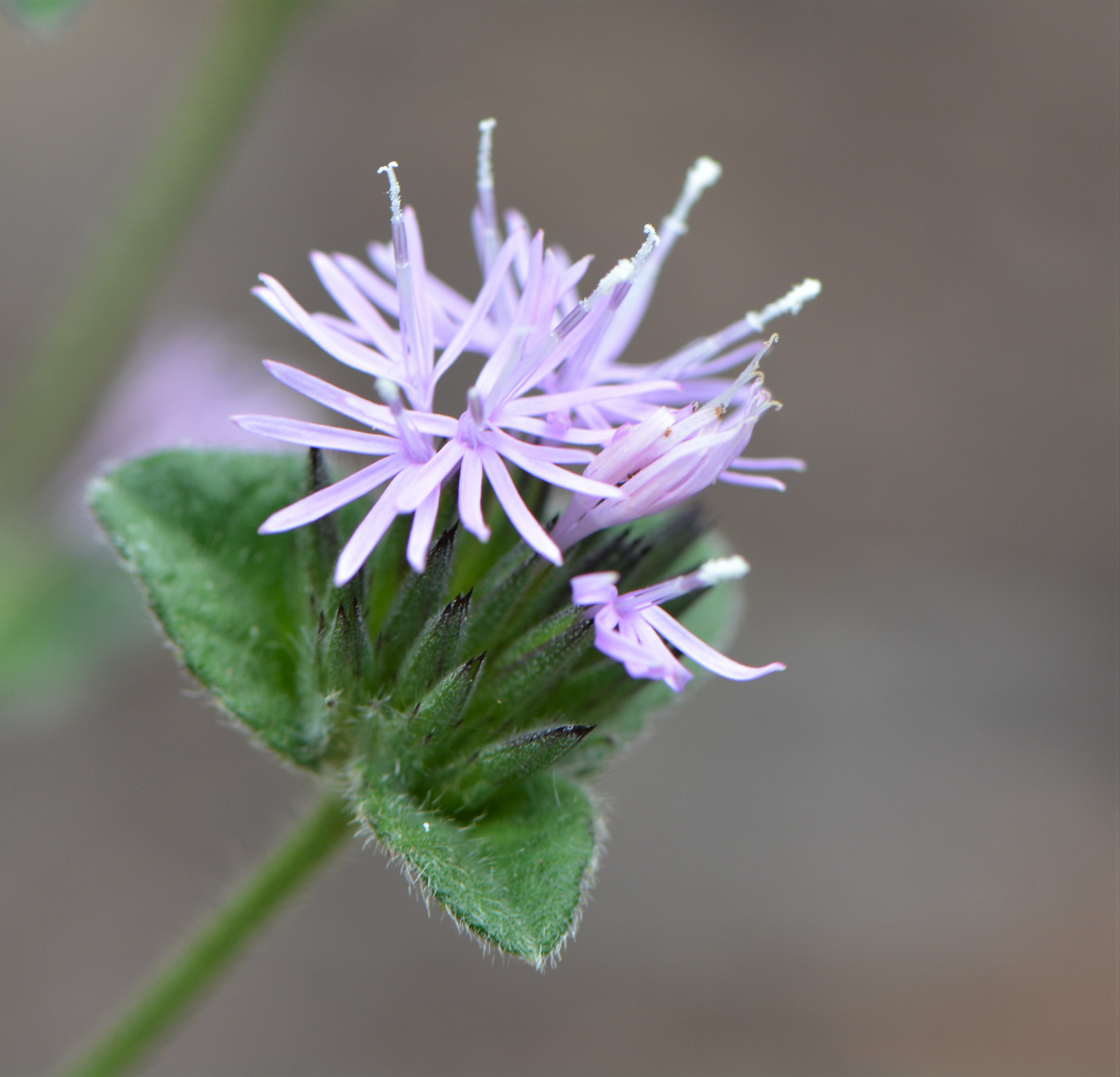 Wildflower Wednesday: Elephantopus tomentosus