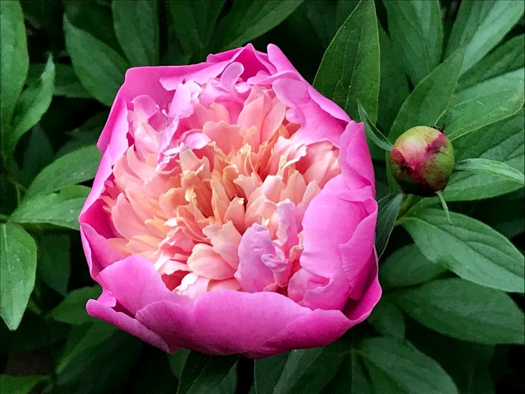 Time in the garden: Tufa de bujori roz