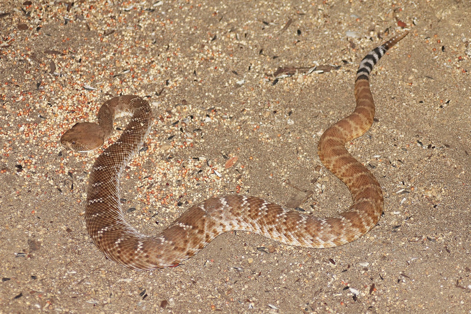 Camissonia's Critter Life List: Crotalus ruber (Red Diamondback ...