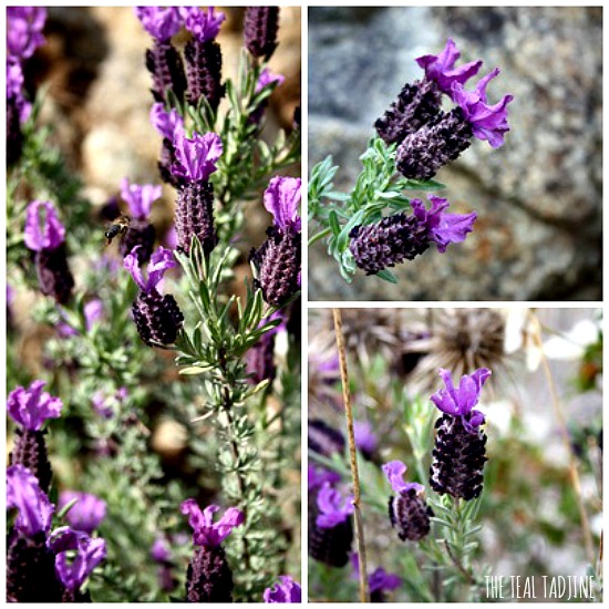 The Teal Tadjine | North African-Inspired Family Traditions + Halal ...