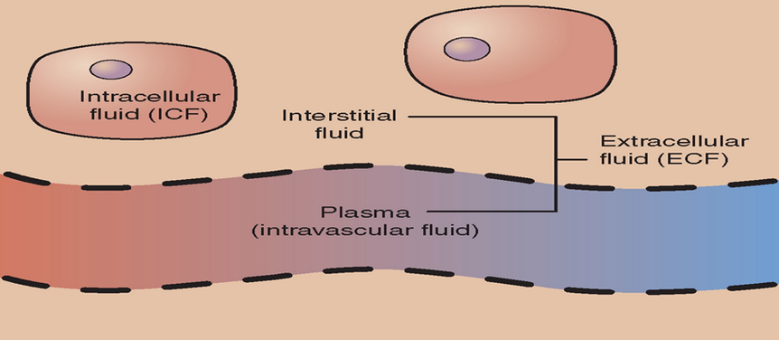 Human Physiology Simplified: Q. 3 Describe the various mechanisms of ...