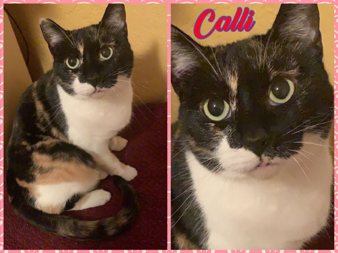 Feral Paws Rescue Group: Cat of the Month: CALLI