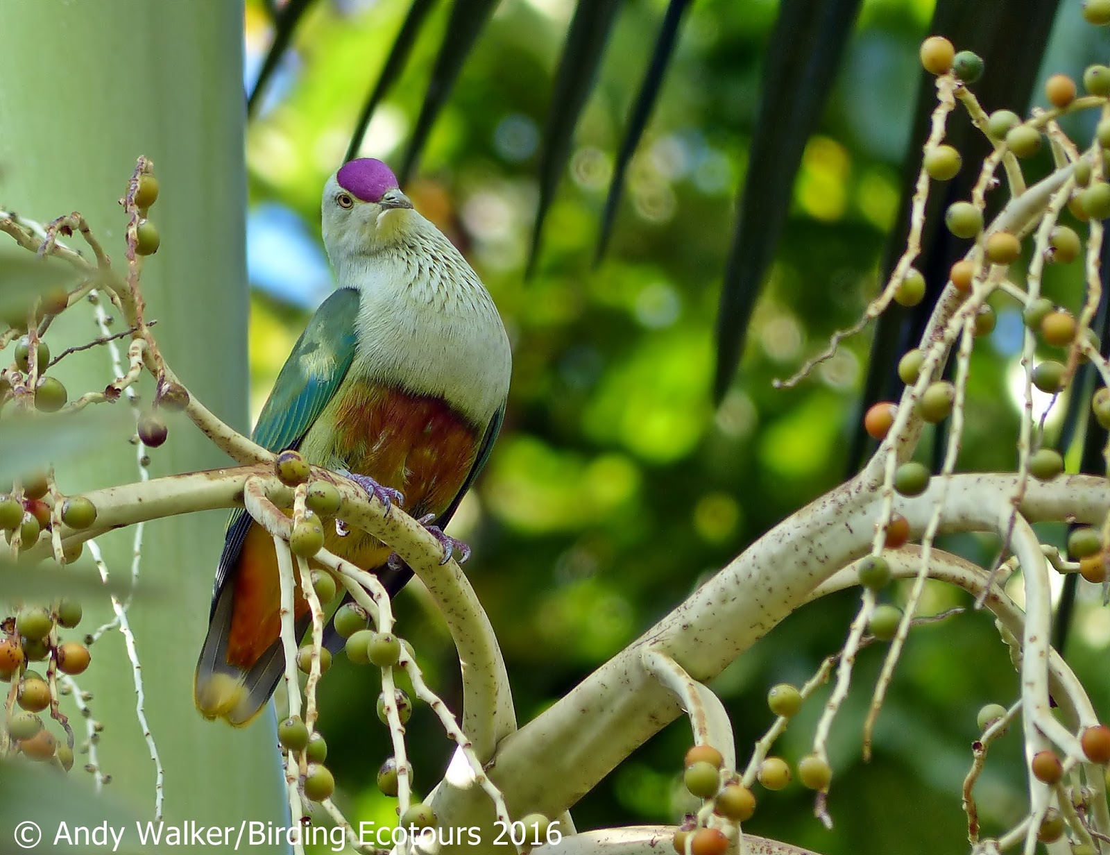 A.W.Birder: Always on the lookout for fine birds...: Samoan Birding