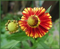 Heleniums - old and new, tall and short, yellows and reds
