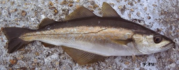 The Lupine Epicurean: Recipe': Che's Deviled Pollock and Pasta