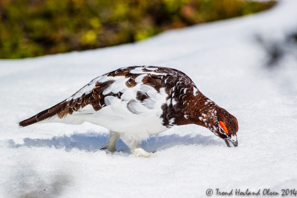 Naturbilder : Rype jakt i fjellet