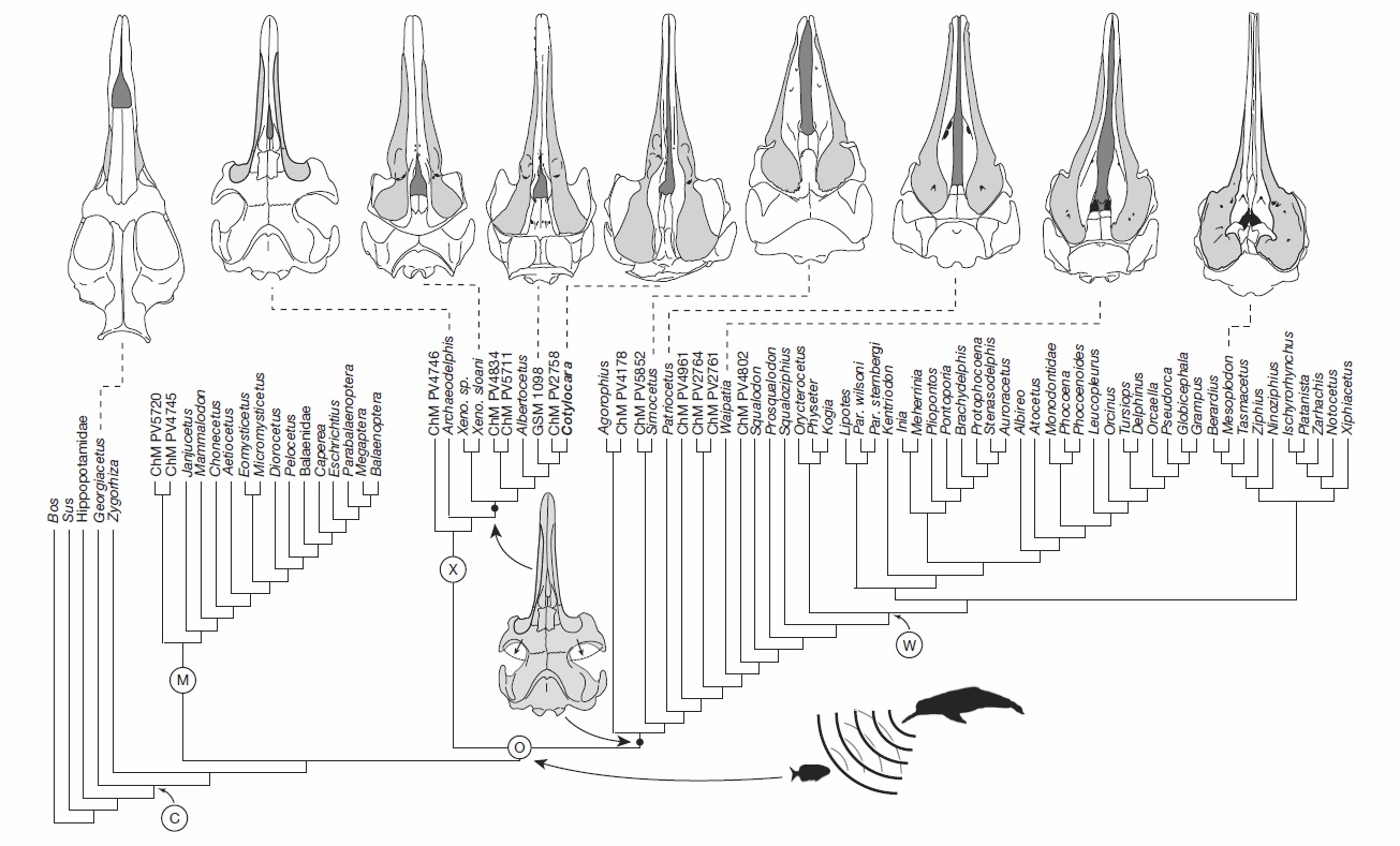 The Coastal Paleontologist: Ankylorhiza tiedemani, a giant dolphin from ...