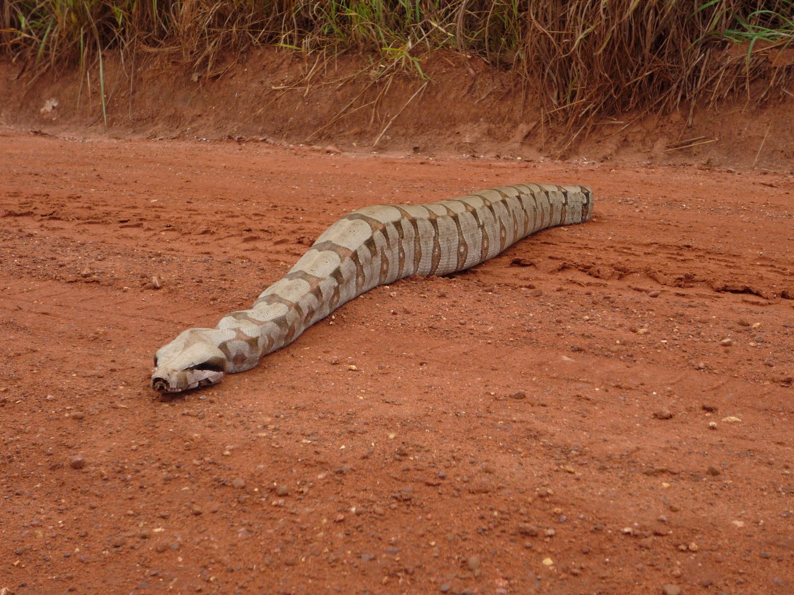 BRAZIL NATURE: SNAKE JIBÓIA
