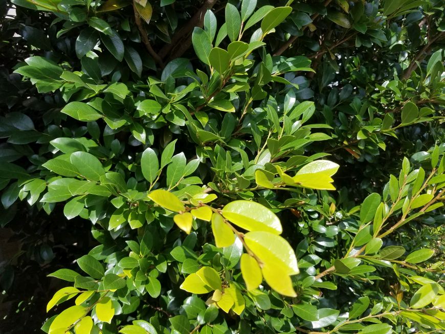 Future Plants by Randy Stewart: Isu Tree