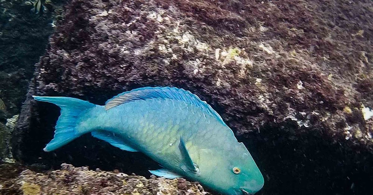 Elsen Karstad's 'Pic-A-Day Kenya': Reef Fish, Seychelles