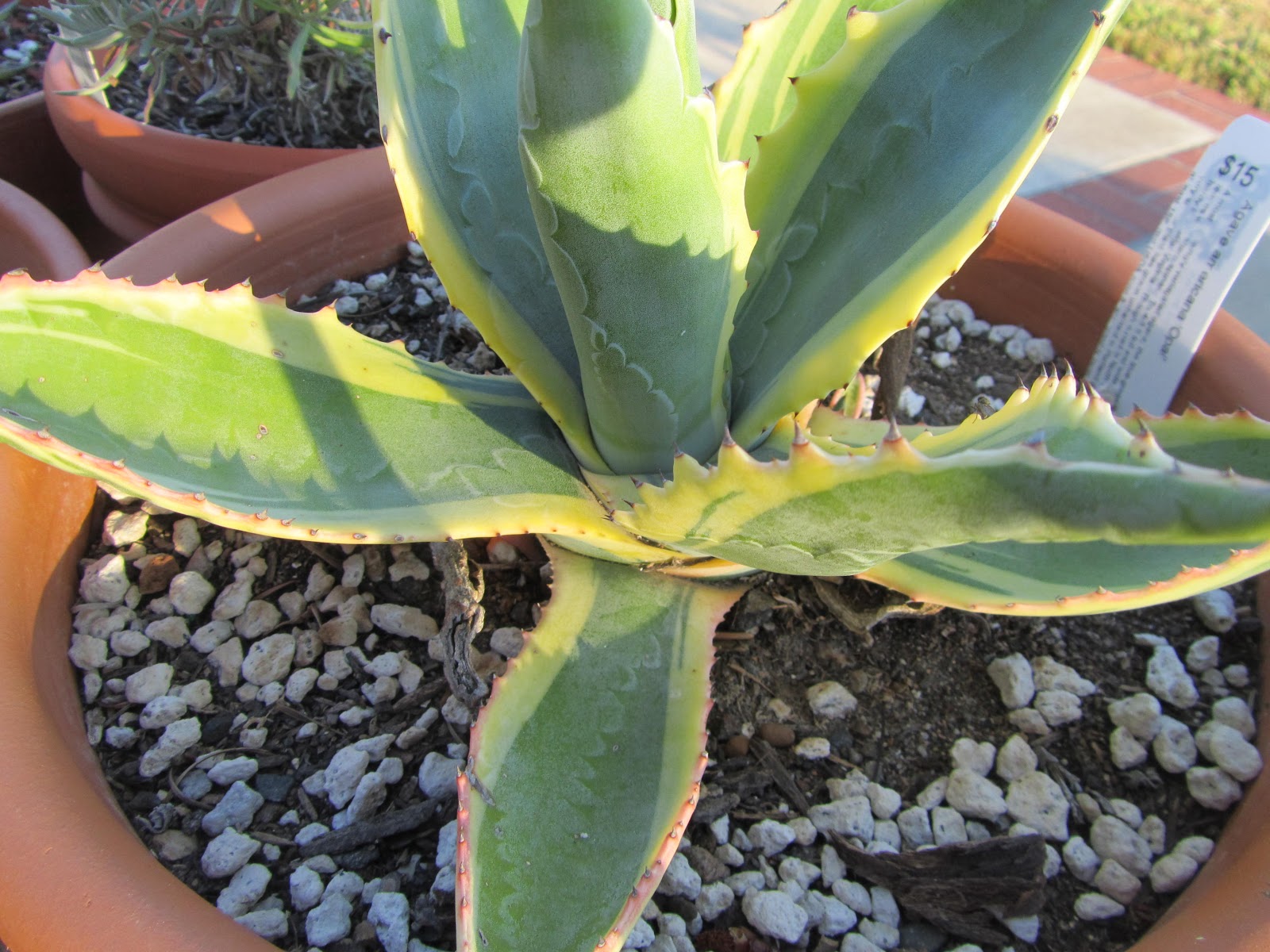 Garden Grumbles and Cross Stitch Fumbles: Strawberries and Agaves